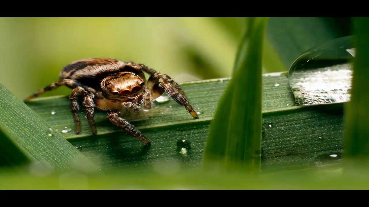 Spider World Screensaver http://www.screensavergift.com - YouTube