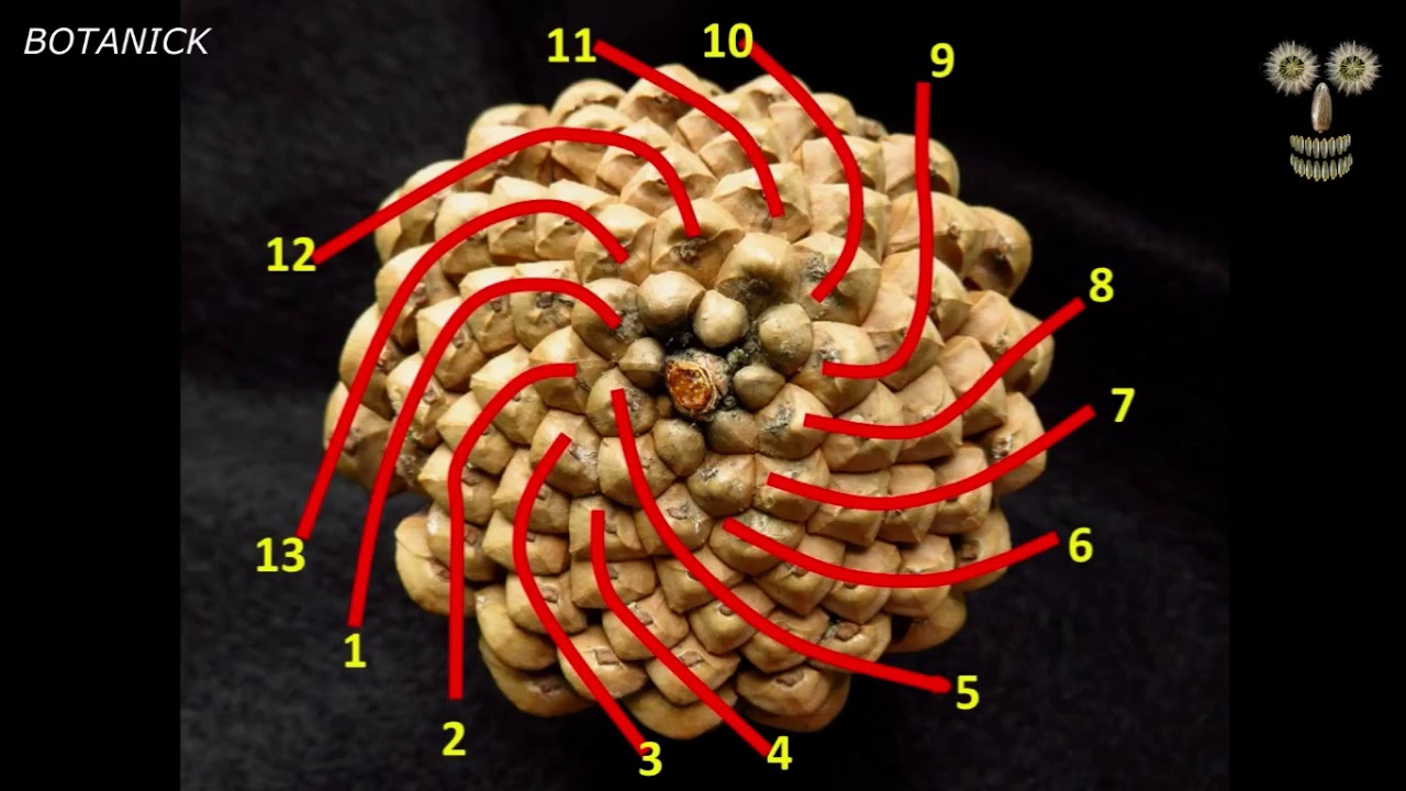 Doğa Matematik Biliyor Mu? / Math ın Natura - YouTube