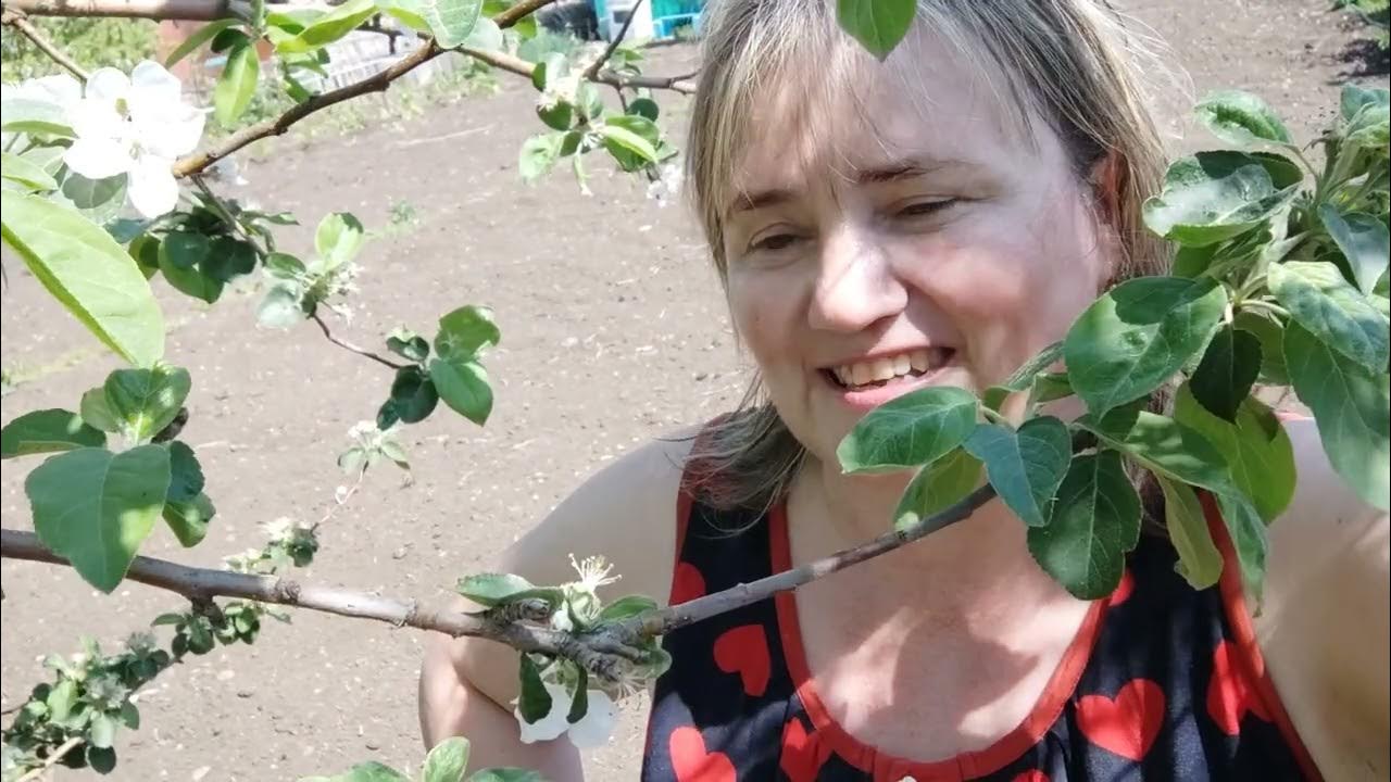 корнесобственная яблоня??? результат - YouTube