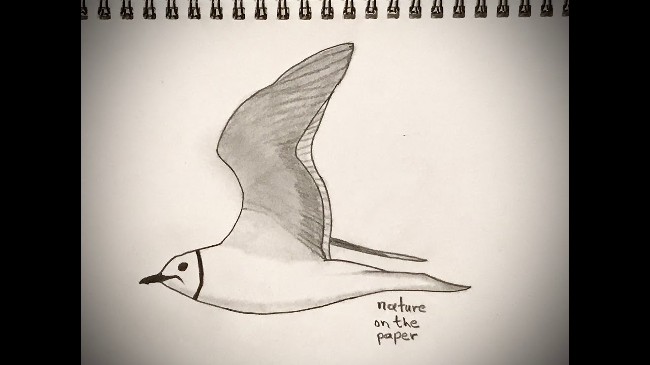 HOW TO DRAW BIRD/SEA BIRD/Ross's gull/ΠΩΣ ΝΑ ΖΩΓΡΑΦΙΣΩ ΕΝΑ ΠΟΥΛΙ ...