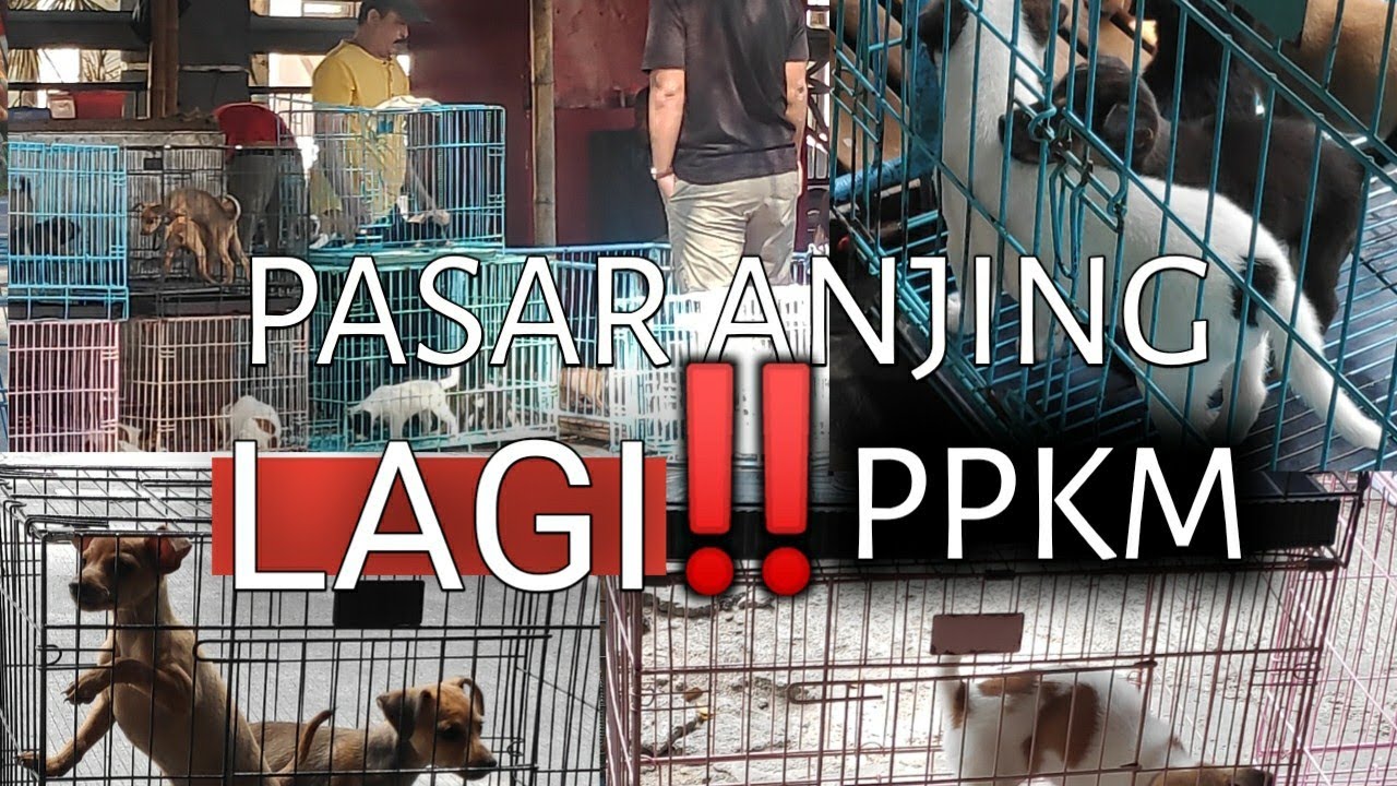 Pasar Anjing Rajiman Bandung -ตลาดสุนัขและแมว PPKM - YouTube