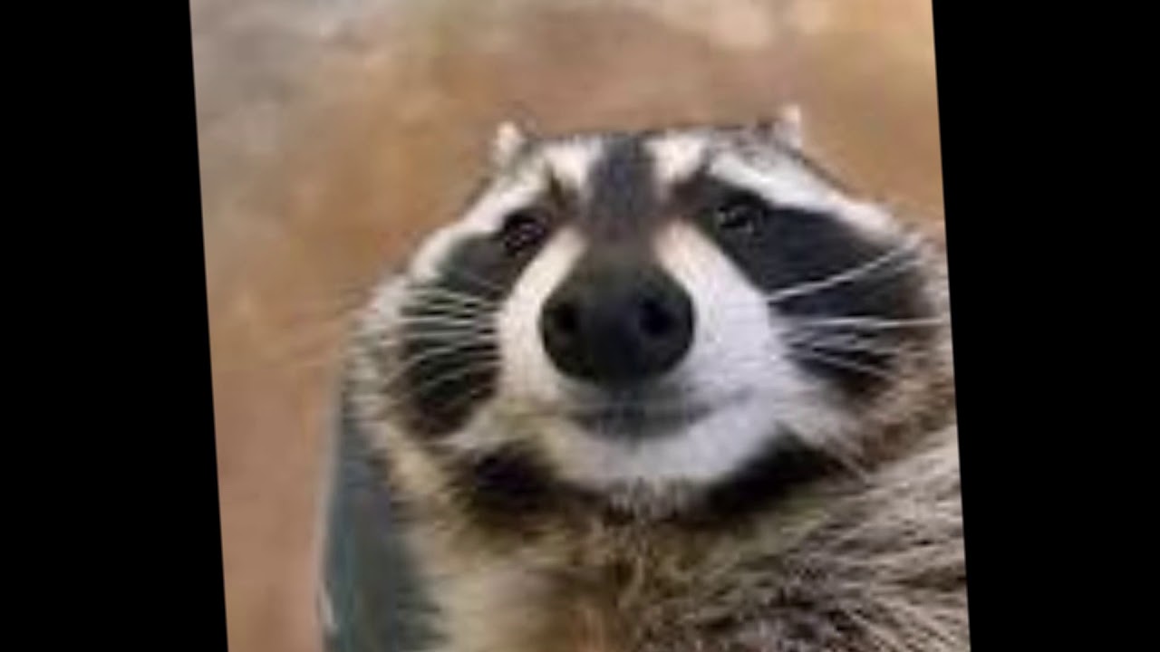 why you should get a fat raccoon - YouTube