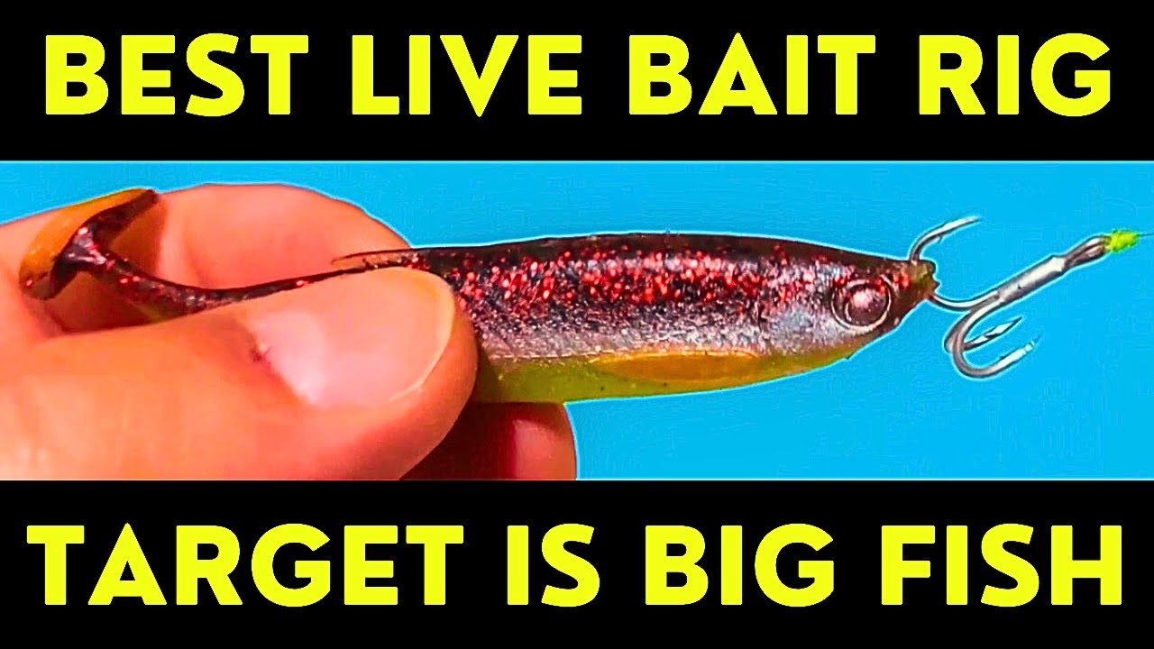 Learn the Live Bait Rig to Catch Fish with Live Bait! - YouTube
