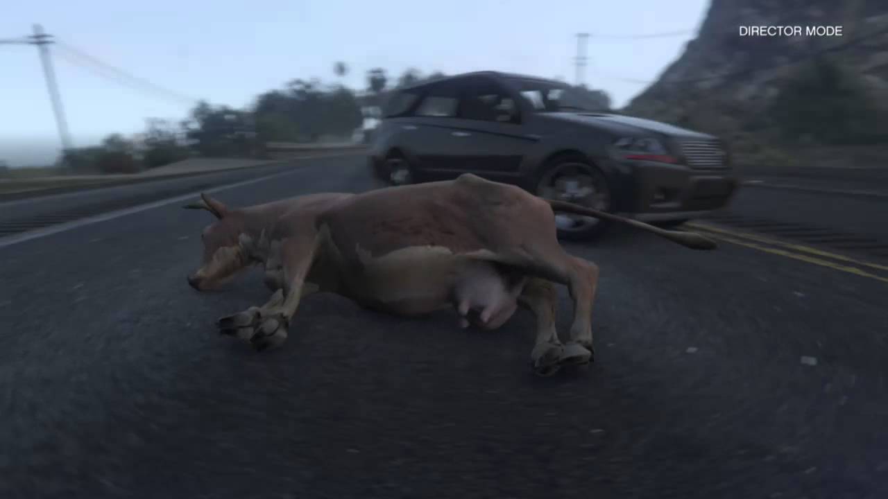 CRAZY ANIMAL RUN OVER - YouTube