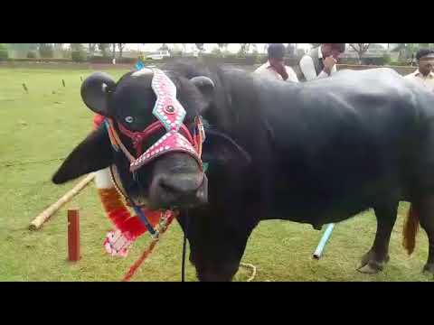 Biggest champion Nili ravi bull of pakistan - YouTube