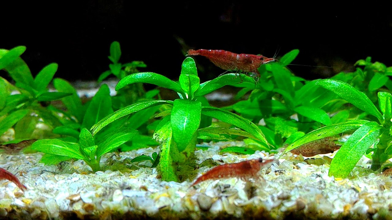 Neon tetra,Danio glofish and Cherry shrimp. - YouTube