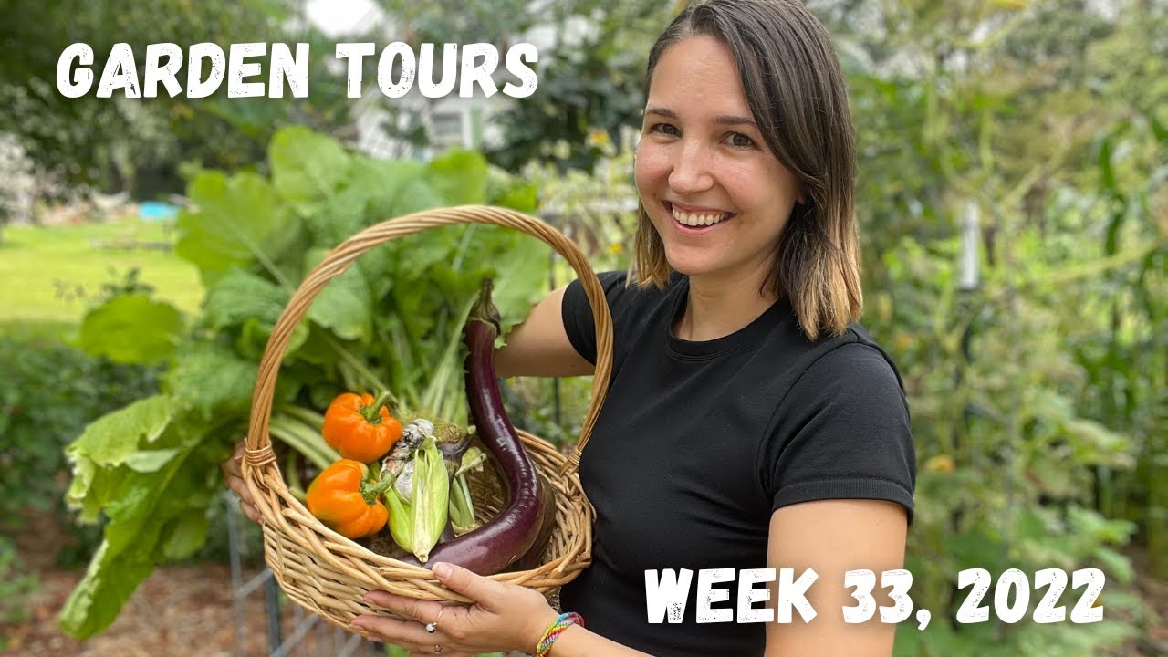 Summer turnips and edible corn fungus from the untamable August garden ...