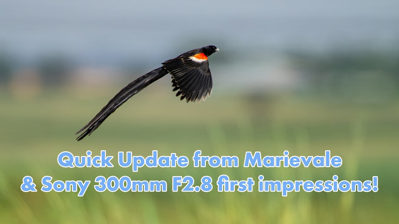 A quick update from Marievale Bird Sanctuary (Feb 9 2025) and first ...