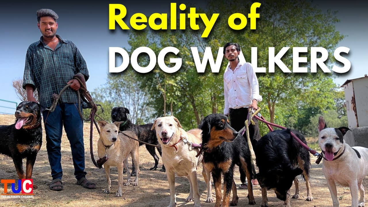 Experienced Dog Walkers Revealed The Reality of Dog Walking!! - YouTube