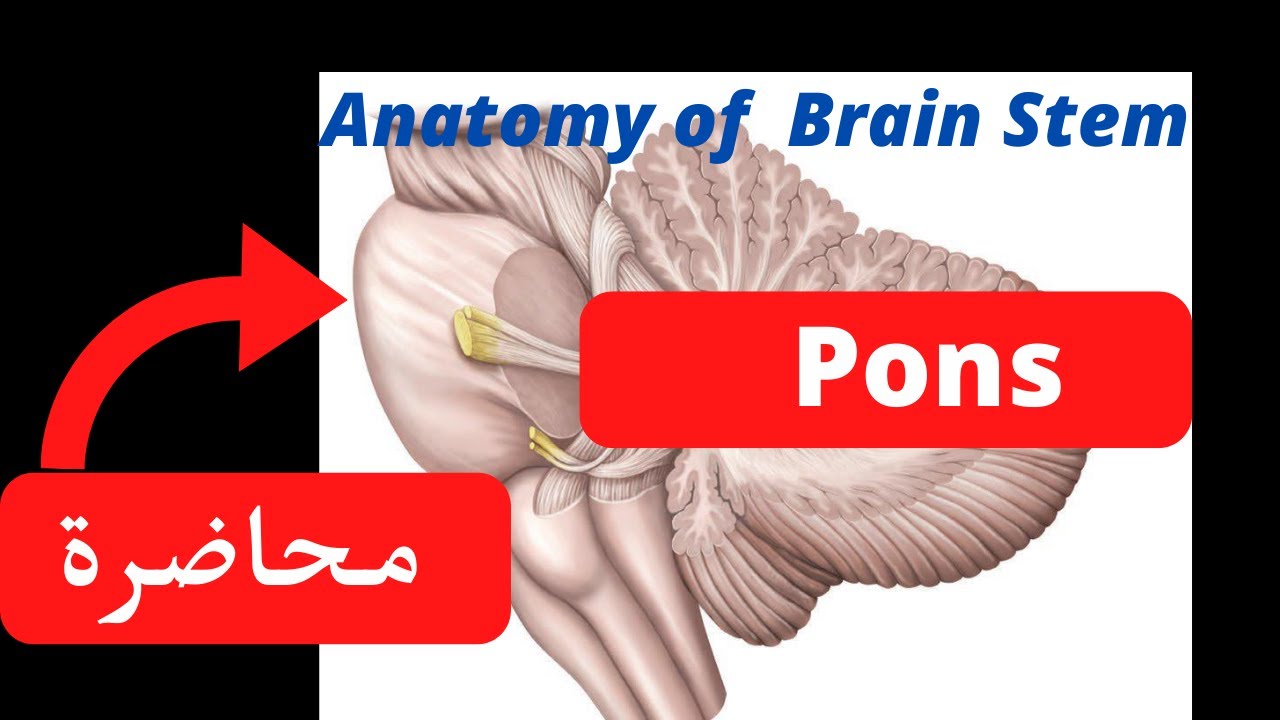 Anatomy of pons شرح - YouTube