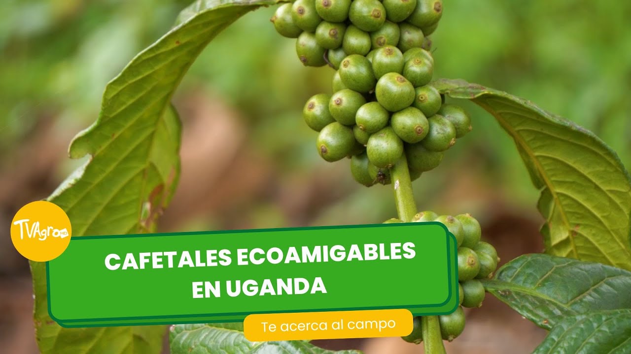 Cafetales ecoamigables en Uganda - TvAgro por Juan Gonzalo Angel ...