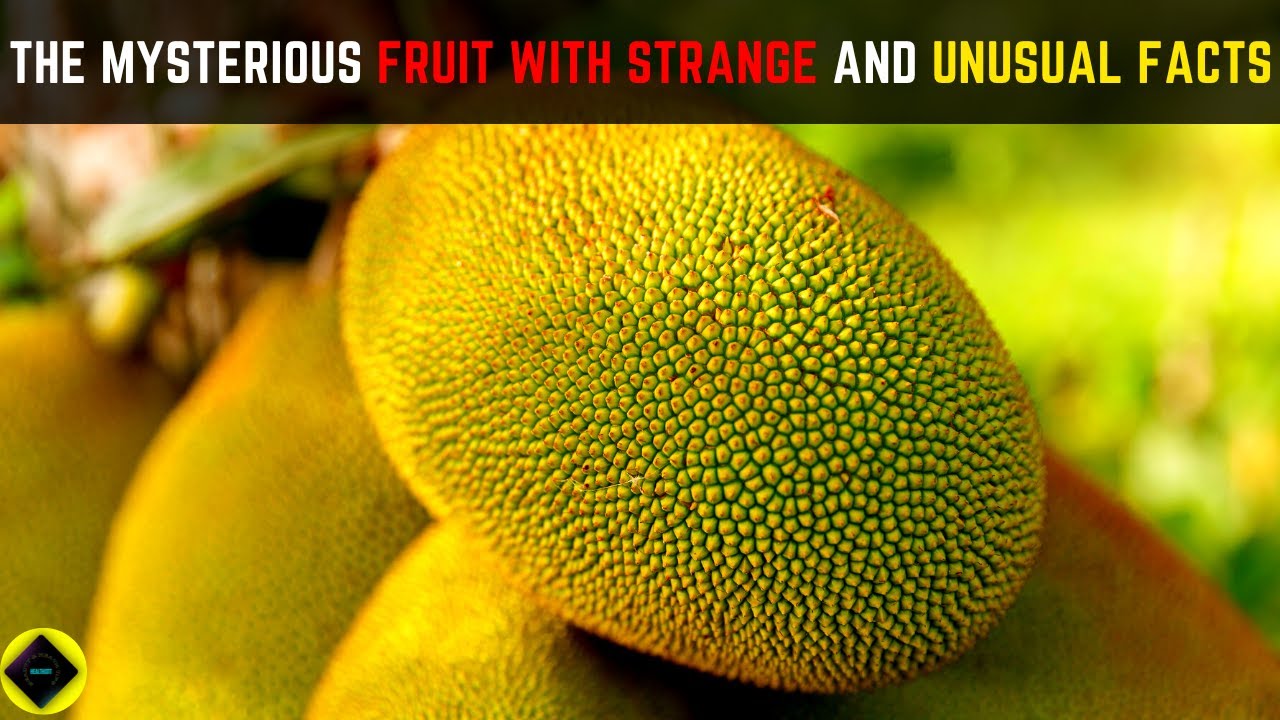 The Strange and Unusual World of Jackfruit : 10 Facts You Don't Know ...