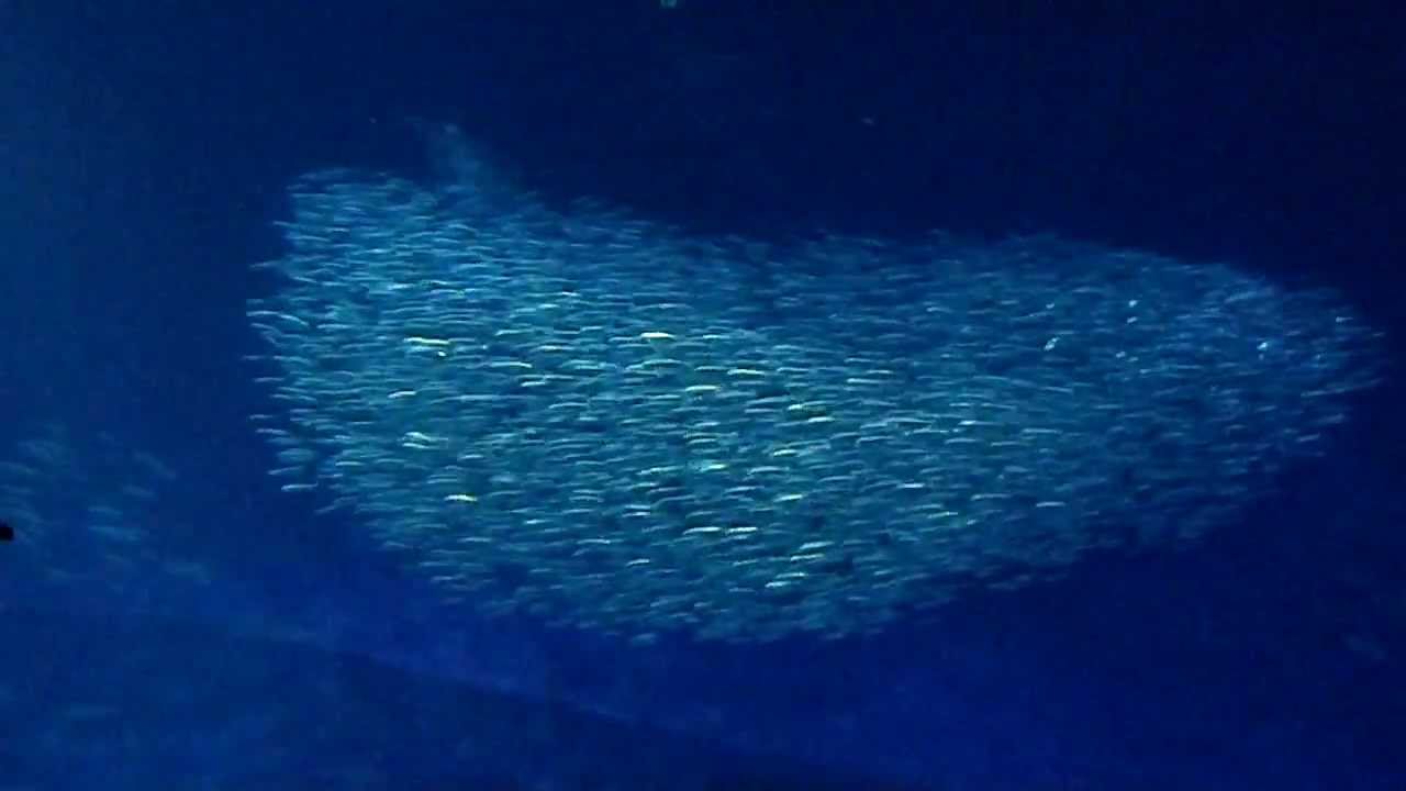 Group of Fish - YouTube