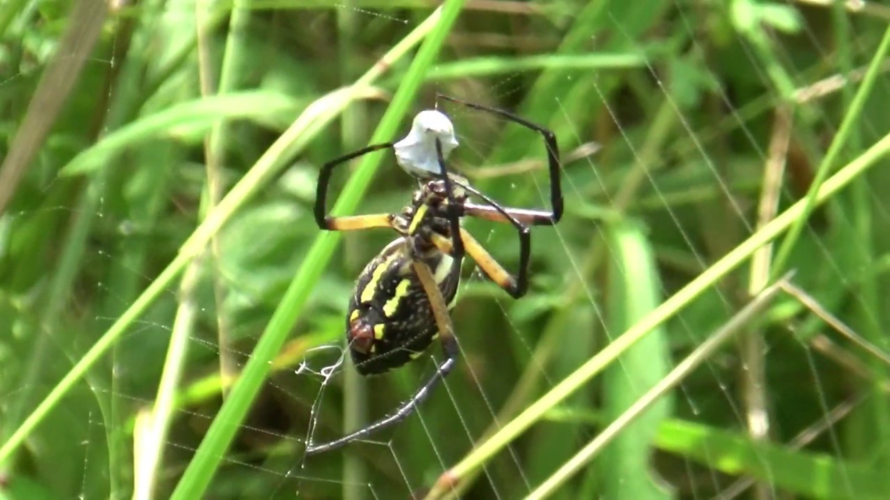 Spider with Only 5 Legs? No problem! - YouTube