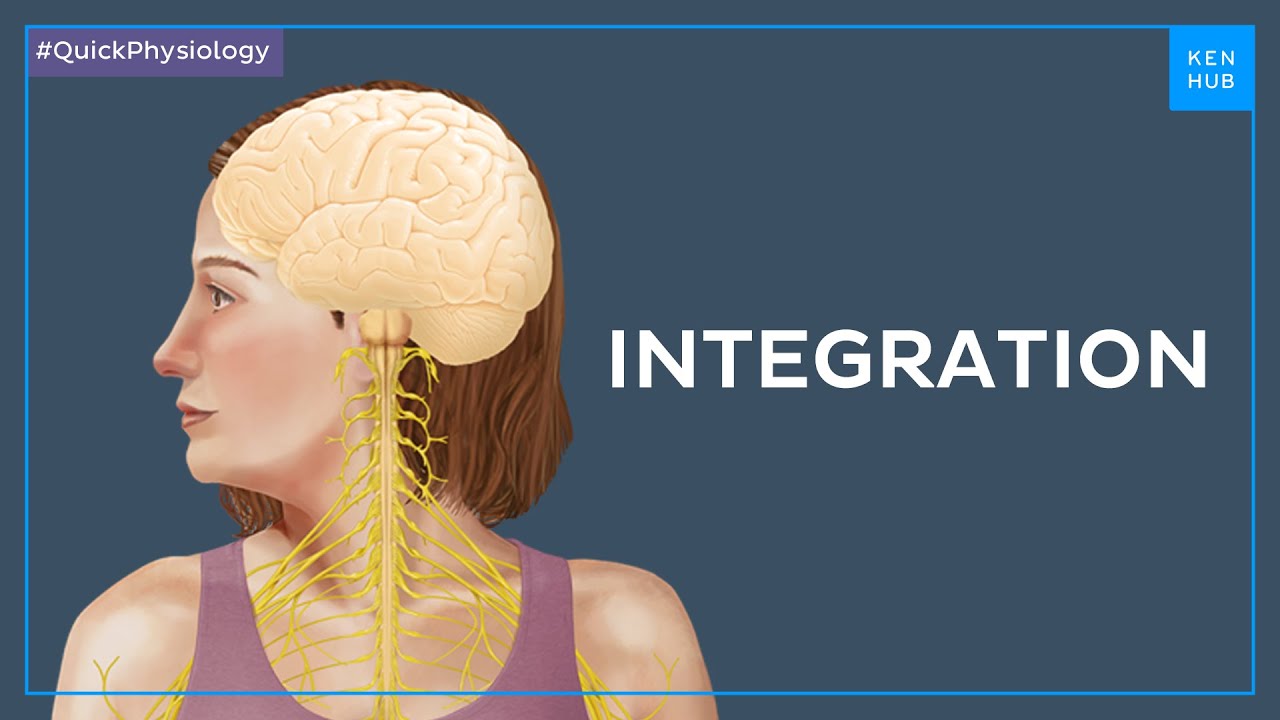 What is integration of the nervous system - Quick Physiology | Kenhub ...