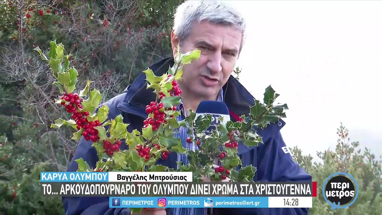 Το…αρκουδοπούρναρο του Ολύμπου δίνει χρώμα στα Χριστούγεννα | 07/12 ...