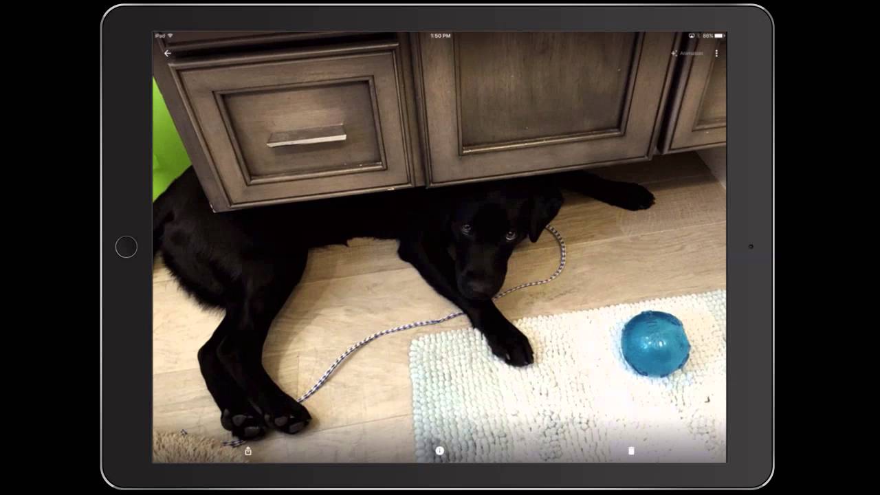 Creating A GIF In Google Photos YouTube Creating A GIF In Google Photos YouTube