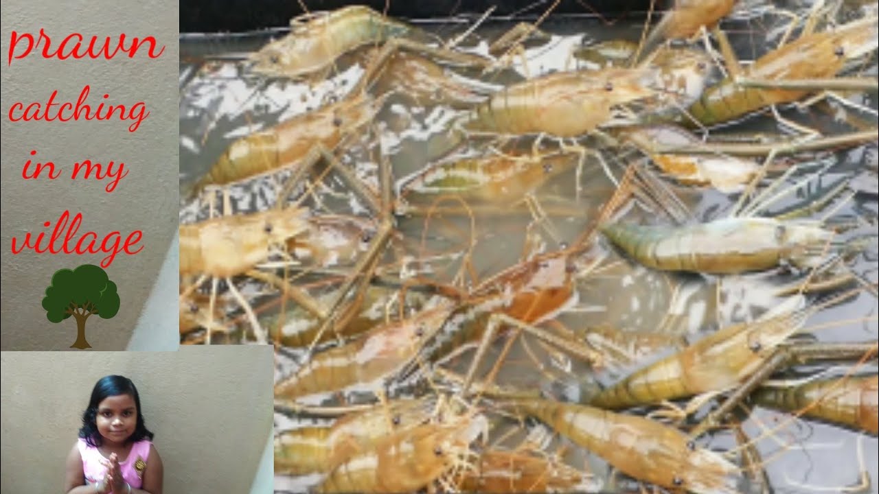 prawn catching in village/ a six years girl catching prawn in village ...