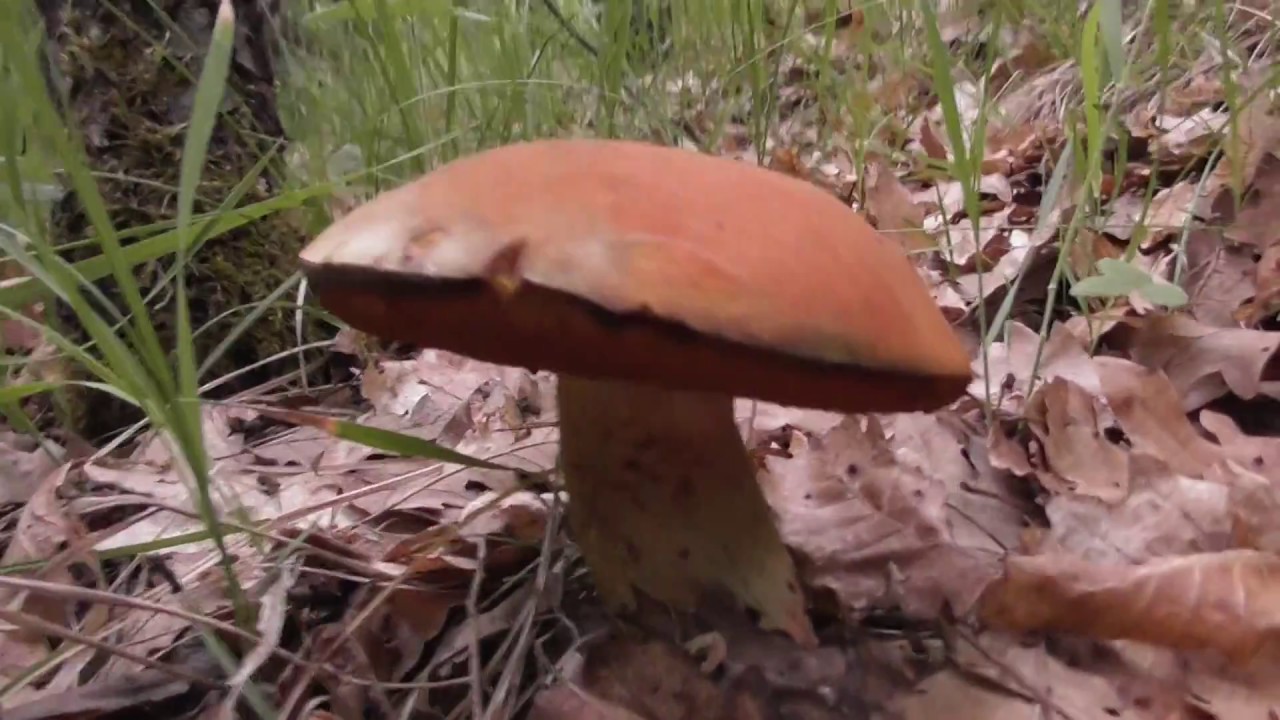 Suillellus queletii - hríb Quéletov + Leccinellum crocipodium - kozák ...