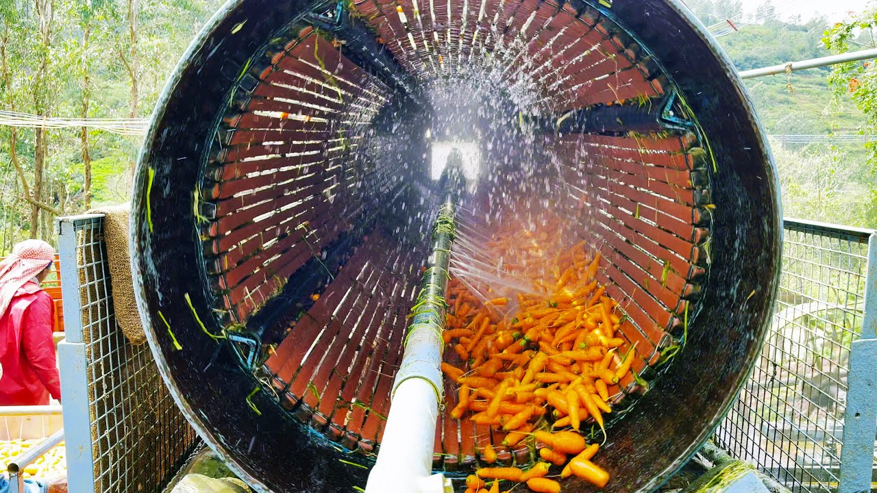 🥕 Fresh Ooty Carrot Machine Cleaning Process 🥕 - YouTube