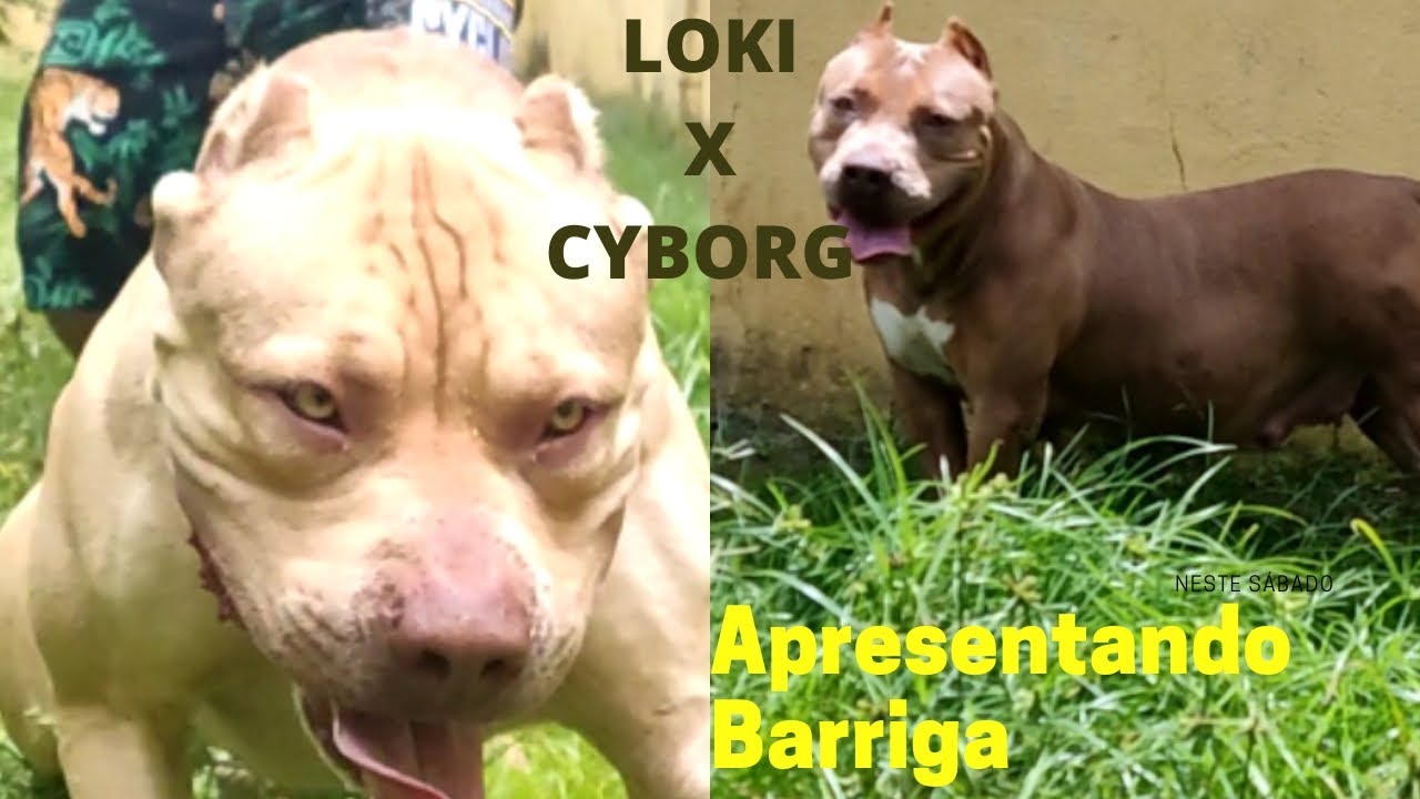 Pitbull monster mostrando barriga de Loki x Cyborg #pitbull #brasil # ...