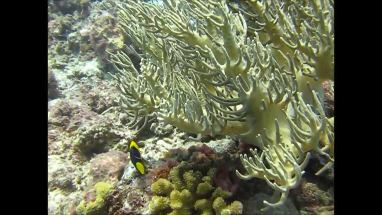 Milln Reef Australia 20/01/2014 - YouTube