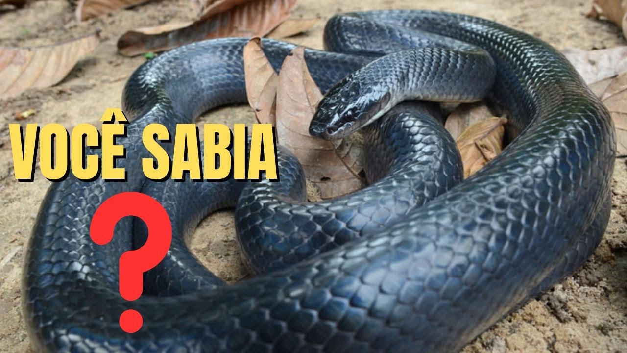 COBRA MUÇURANA, O TERROR DAS COBRAS DO BRASIL #animais #cobra - YouTube
