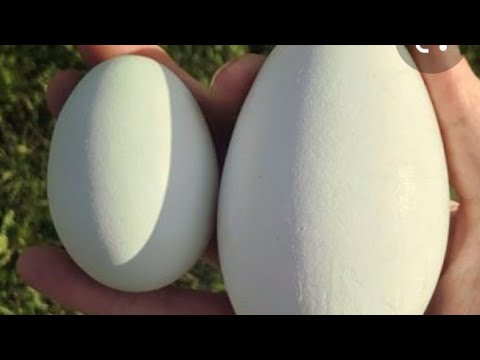 HOW BIG THE GOOSE EGG ARE? first time seen the goose egg - YouTube