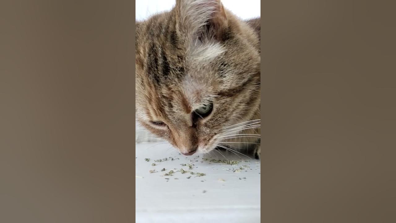 SLOW MO CAT EATING CATNIP - YouTube