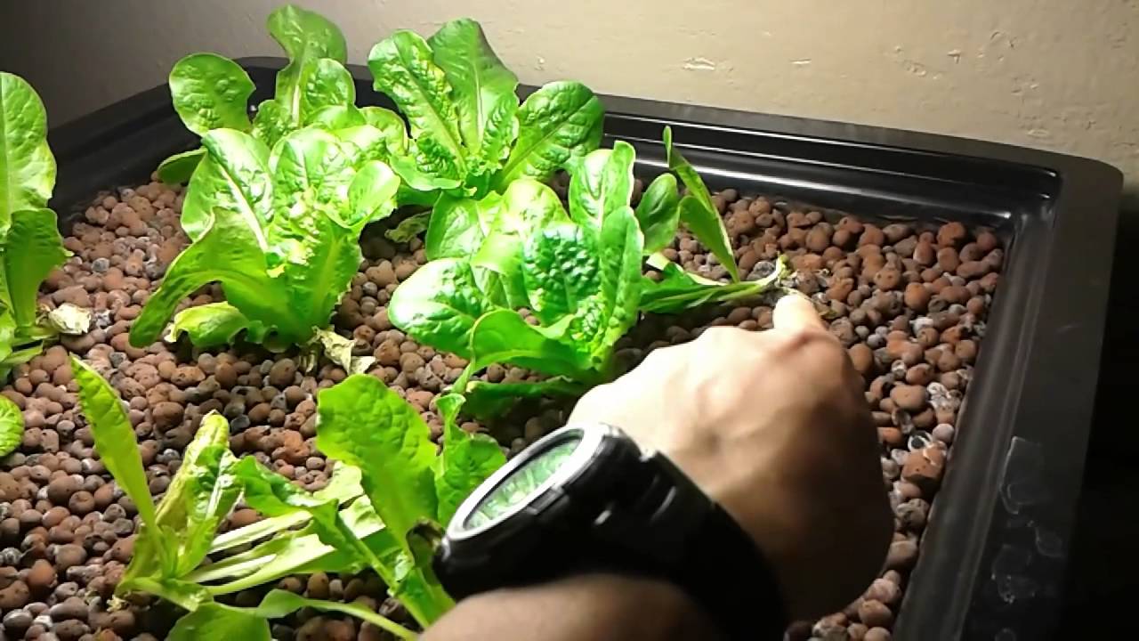 Butter Crunch Lettuce - Week 5: We have growth - YouTube