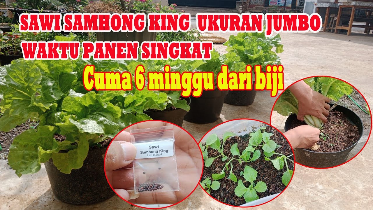 CARA MUDAH MENANAM SAWI SAMHONG KING DI POT | Ukuran jumbo waktu panen ...