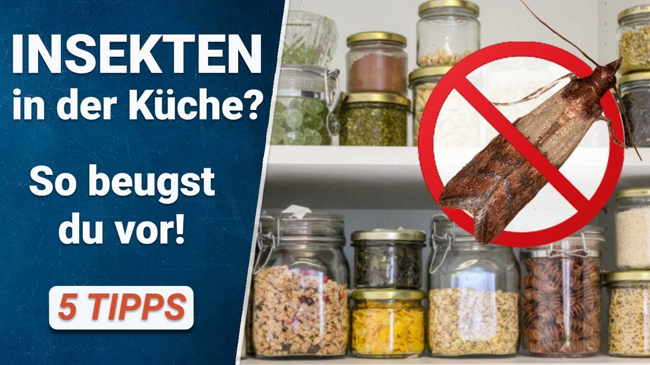 Insekten in der Küche? 😱 So kannst du VORBEUGEN 👉 5 Tipps - YouTube