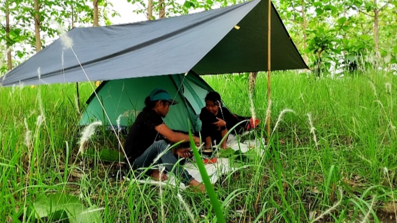 Camping di hutan panen daun rumput liar yang bisa untuk di konsumsi ...