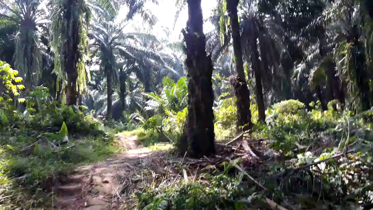 Perjalanan gunung bubut yang sekarang perkebunan kelapa sawit part 2 ...