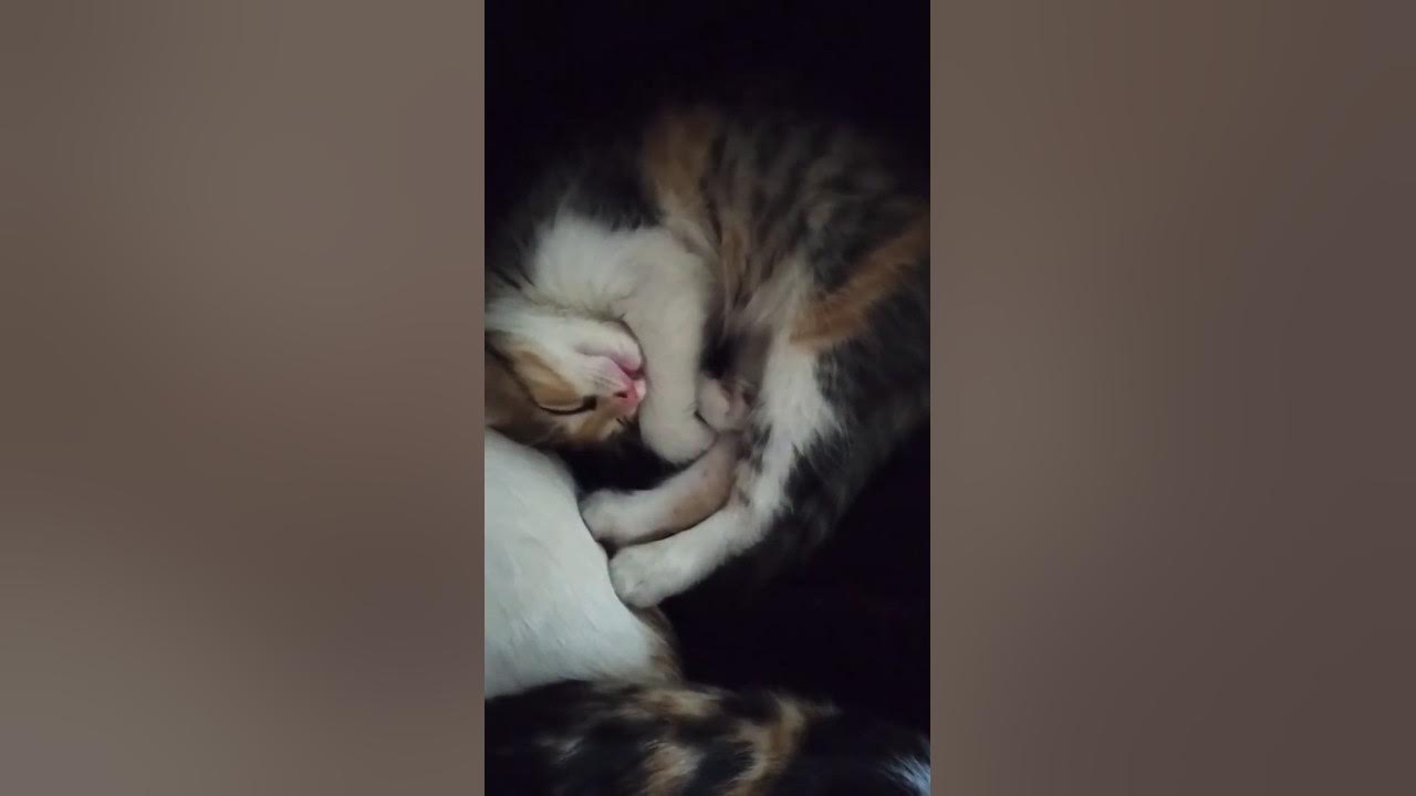 Lazy kittens! #cat #youtube #trending #viralsong #catlover #cutecat #cute - YouTube