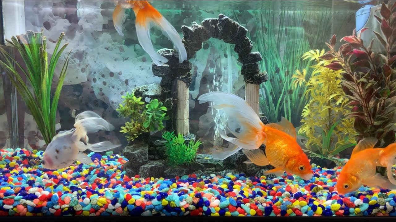 Goldfish swimming around in fish tank. So relaxing to watch. Hope you ...