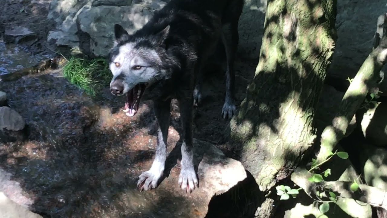 North American Wolf (1) - Givskud Zoo (Denmark) - YouTube