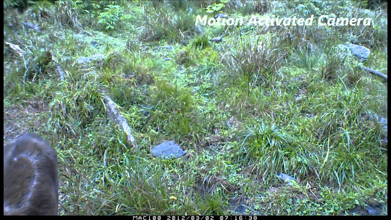 Motion Activated Camera (MAC100)- Wild Deer - YouTube