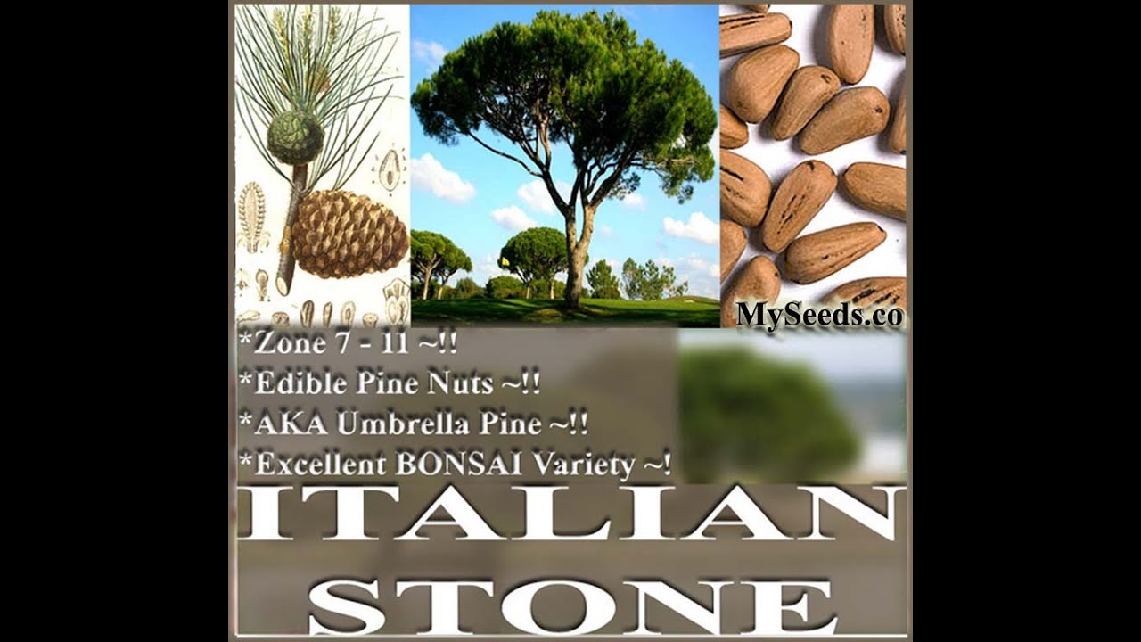 ITALIAN STONE PINE Seed - Pinus pinea Tree Seeds on www.MySeeds.Co ...
