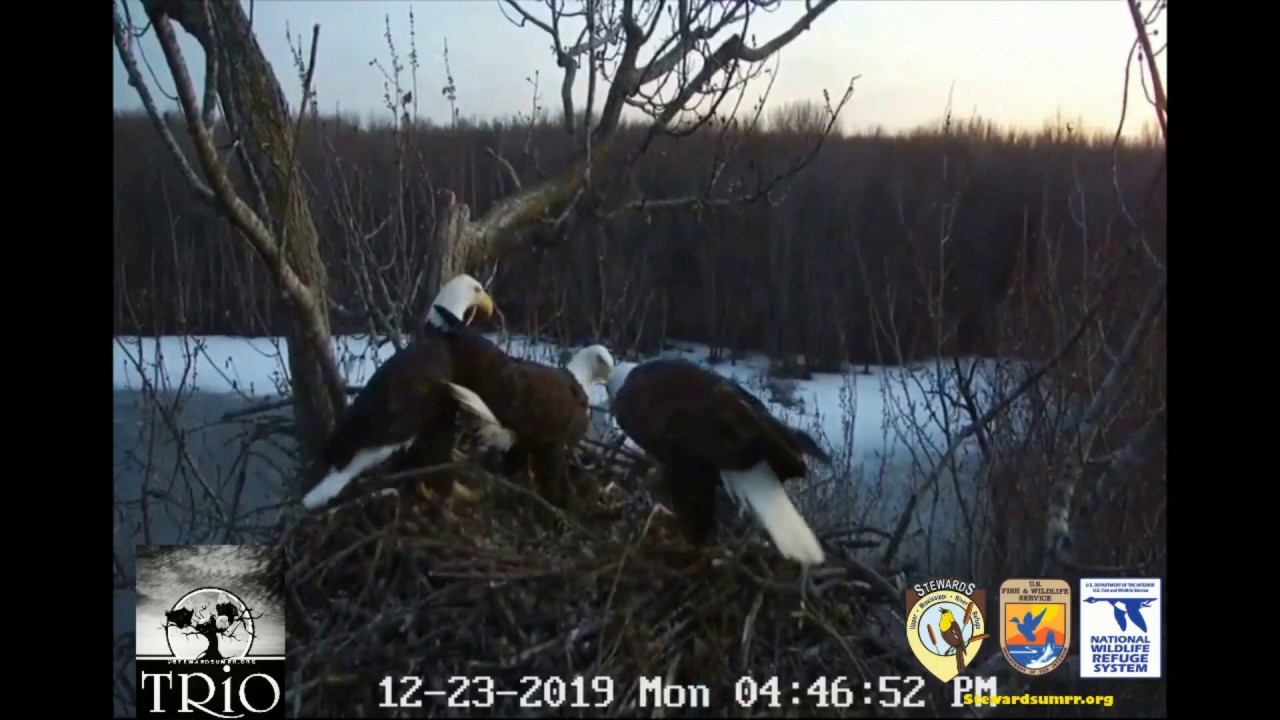12-23-19 IL Trio eagles; All three eagles visit tonight. - YouTube