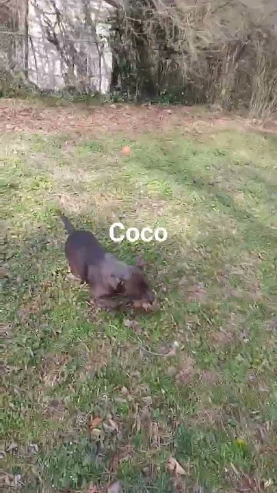 Coco playing - YouTube