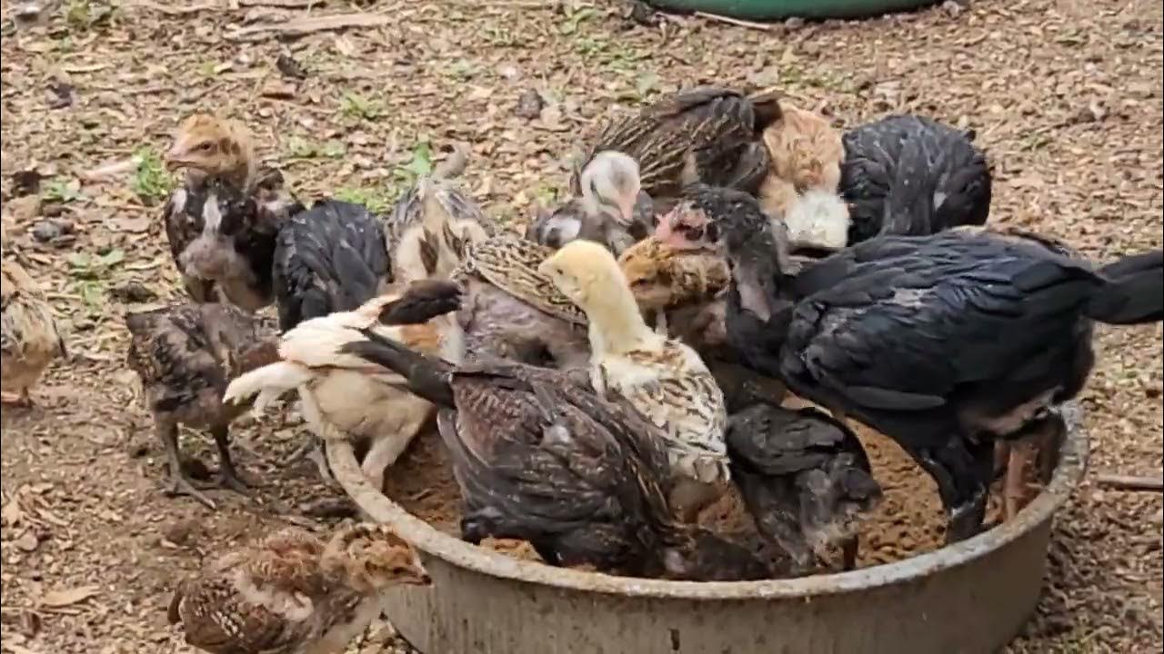 ME NYUAM QAIB THAIB QAIB EJ 6/12/2023 - YouTube