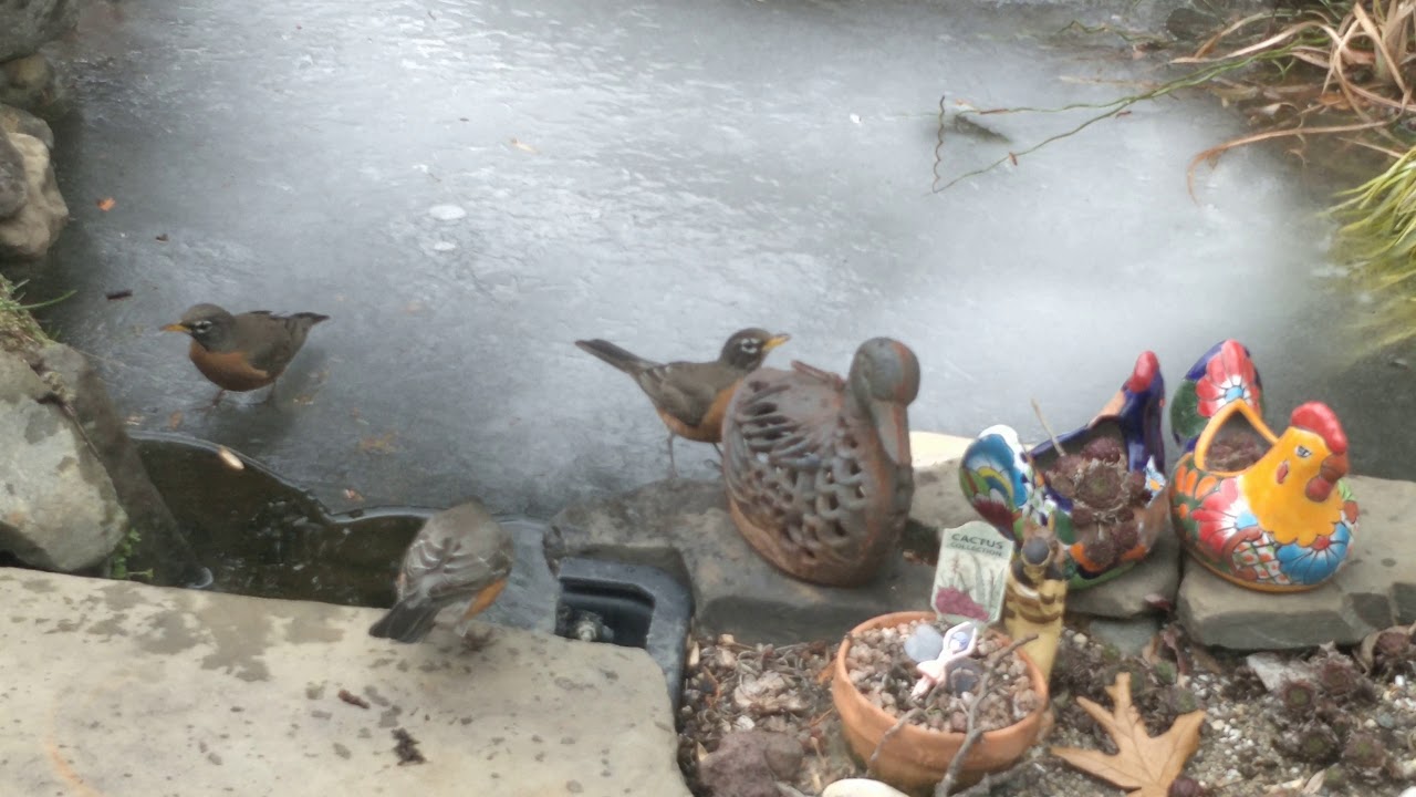 birds flocking to koi pond - YouTube