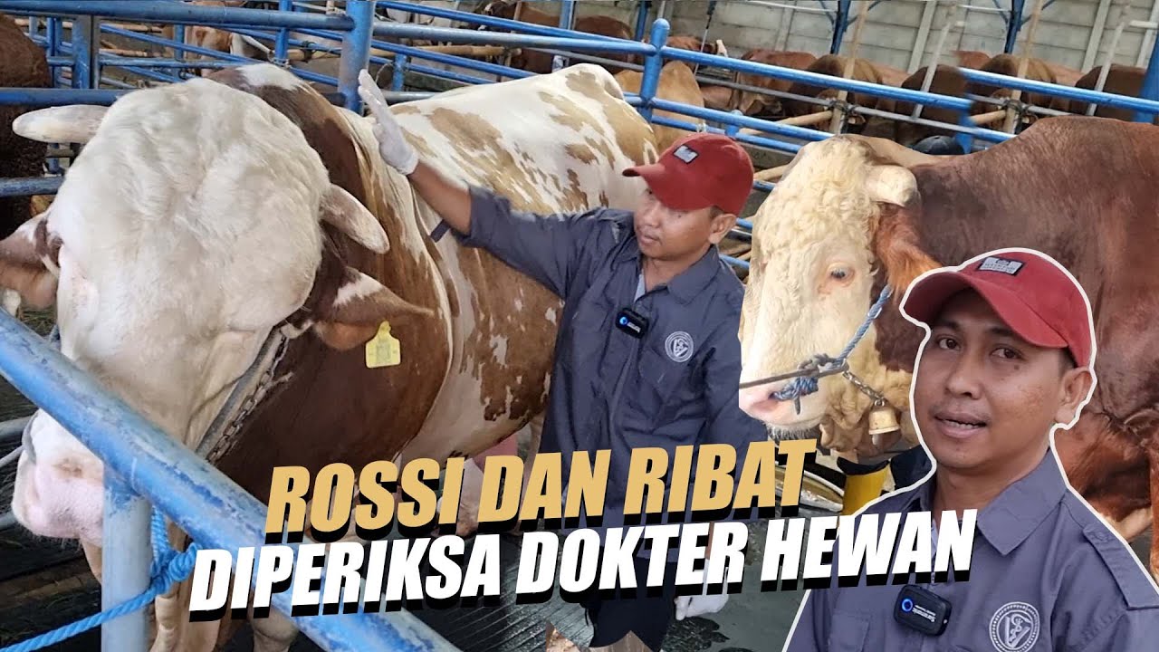 PERSIAPAN KONTES SAPI ROSSI DAN RIBAT 2023 | SUMBER TERNAK FARM - YouTube
