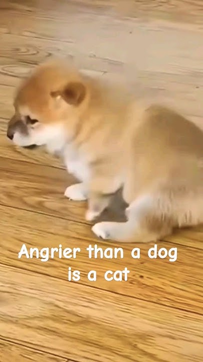 #Angrier than a dog is a cat 🐈#shorts video #shorts youtube #please subscribe my channel 🙏 #dog ...