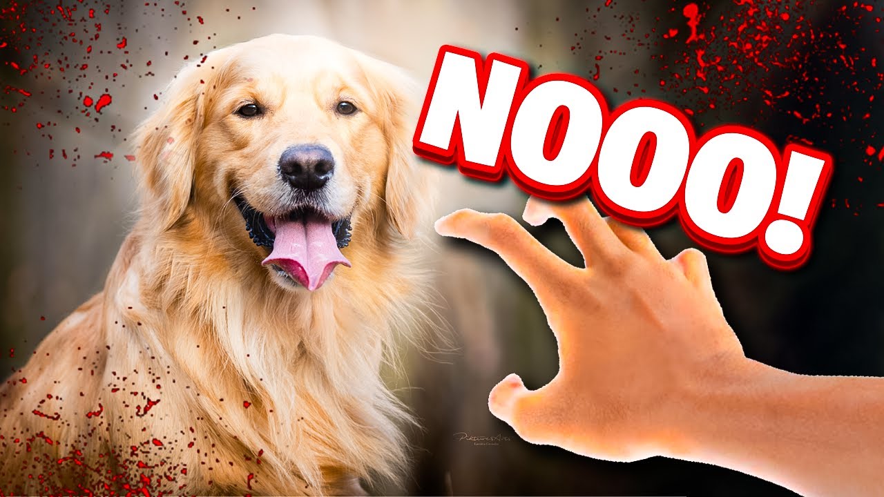 Find Your DOG in a Horror Game Simulator *aka* (Rotten Flesh) | Part 1 ...