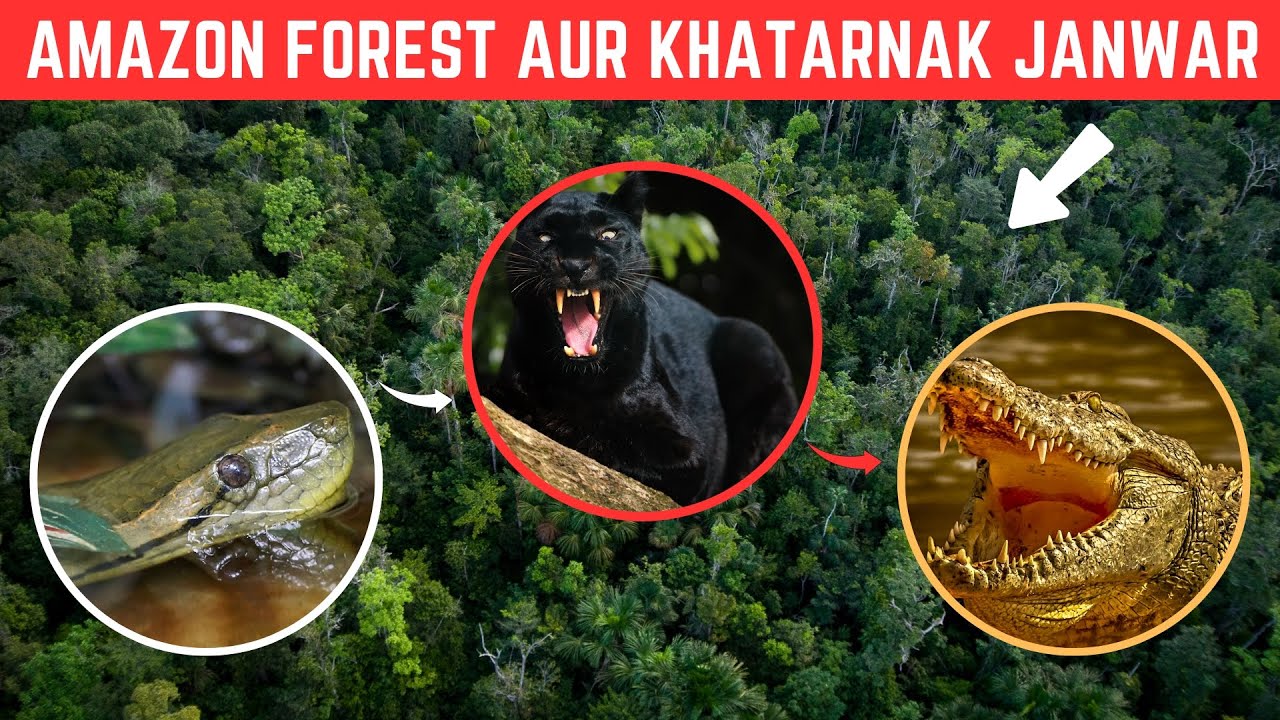 Amazon Rainforest and 5 Deadliest Animals | Rhine TV - YouTube