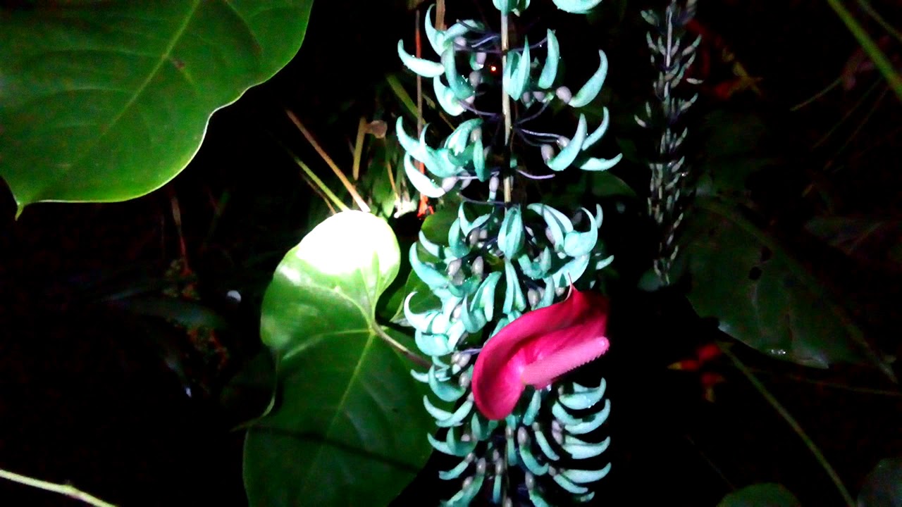 Strongylodon macrobotrys, enredadera de jade, jade vine. Segunda ...