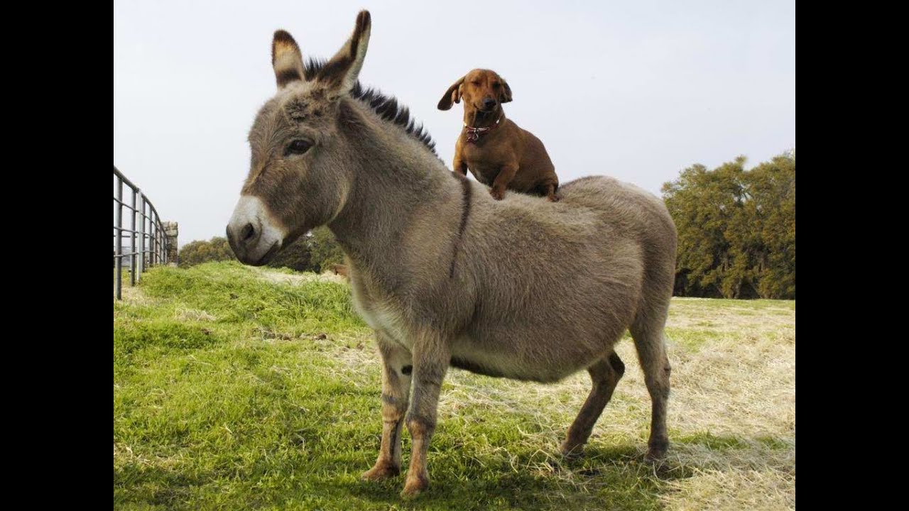 Gomari ne Plazh - Bregdeti Shqiptar 2012 - YouTube