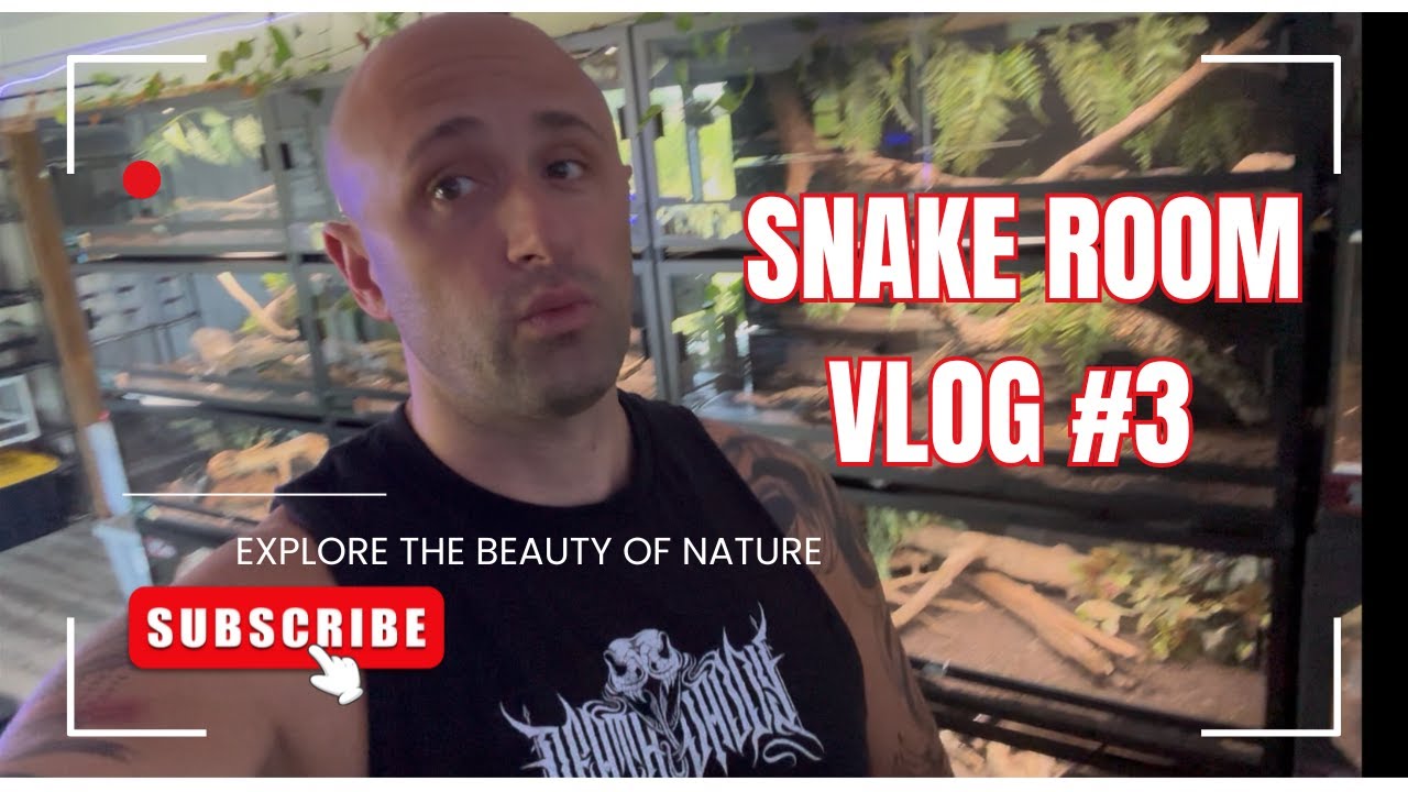 Venomous Snake Room Vlog #3 - Lavender False Water Cobra health update ...